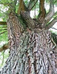 Salix alba - Wilgenbast - IMGRO Beauty